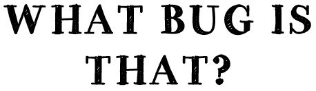 Is A Bee An Insect? – WhatBugIsThat