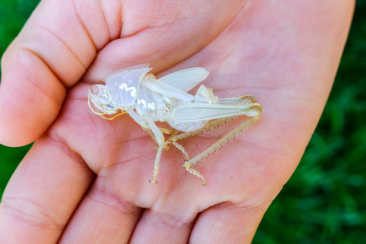 Do Grasshoppers Have Backbones? – WhatBugIsThat