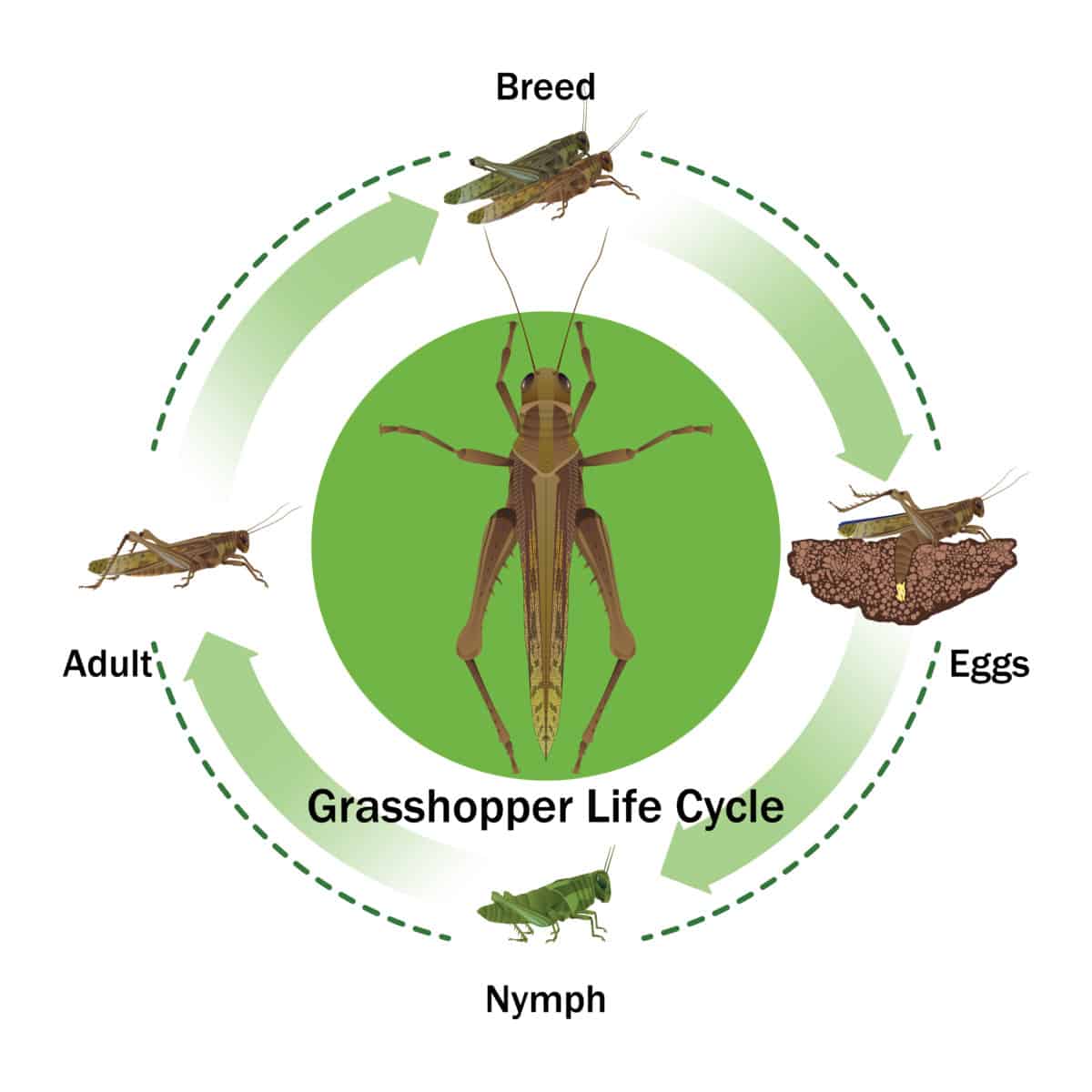 Do Grasshoppers Molt Whatbugisthat