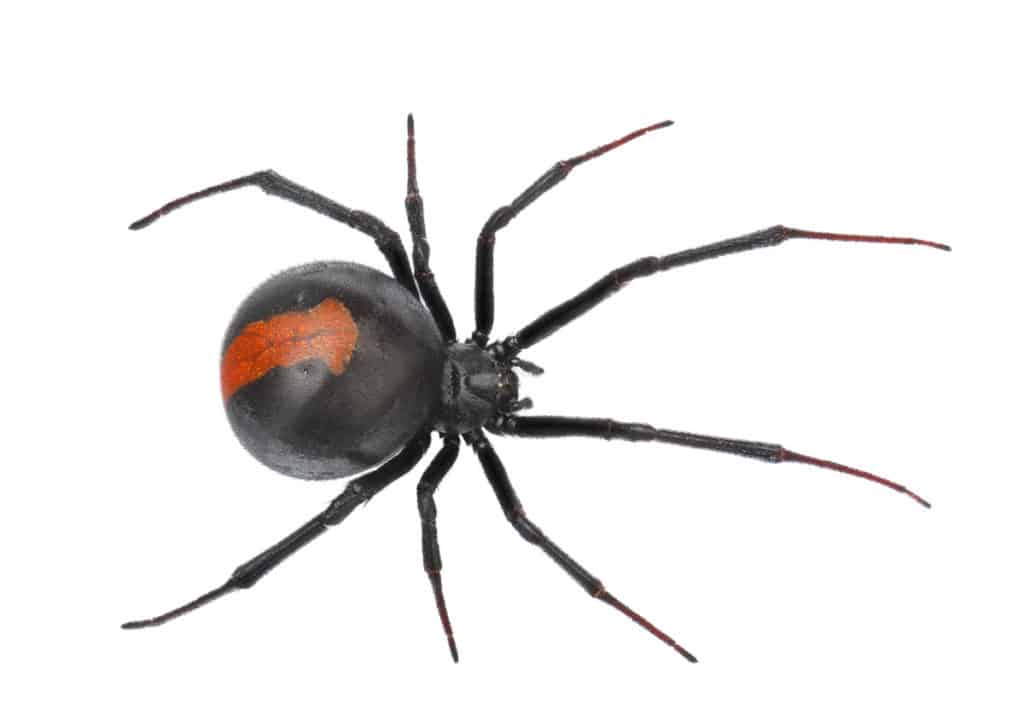 Do Spiders Have Bones WhatBugIsThat Do Spiders Have Bones WhatBugIsThat