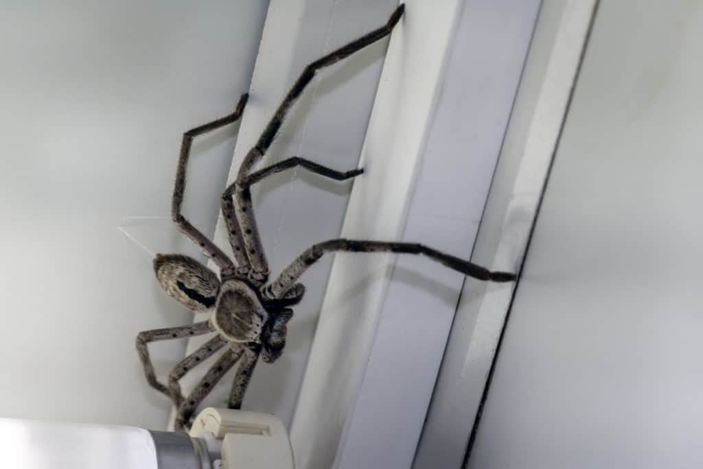 Do Spiders Poop? – WhatBugIsThat
