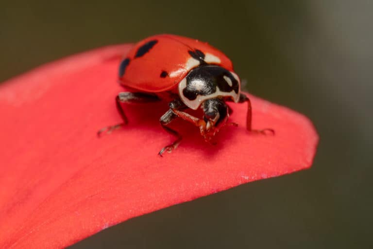 Are Ladybugs Poisonous? – WhatBugIsThat