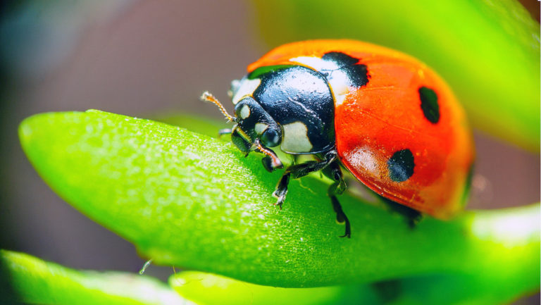 Are Ladybugs Poisonous? – WhatBugIsThat