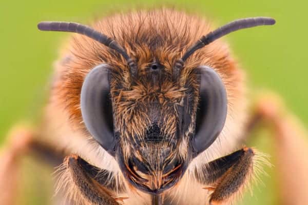 Do Bees Have Ears – WhatBugIsThat
