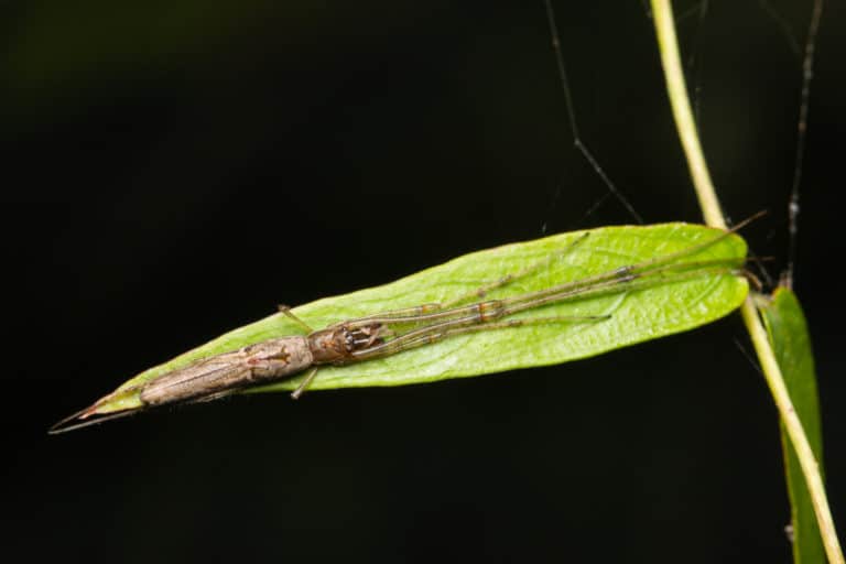 Do Spiders Sleep? – WhatBugIsThat