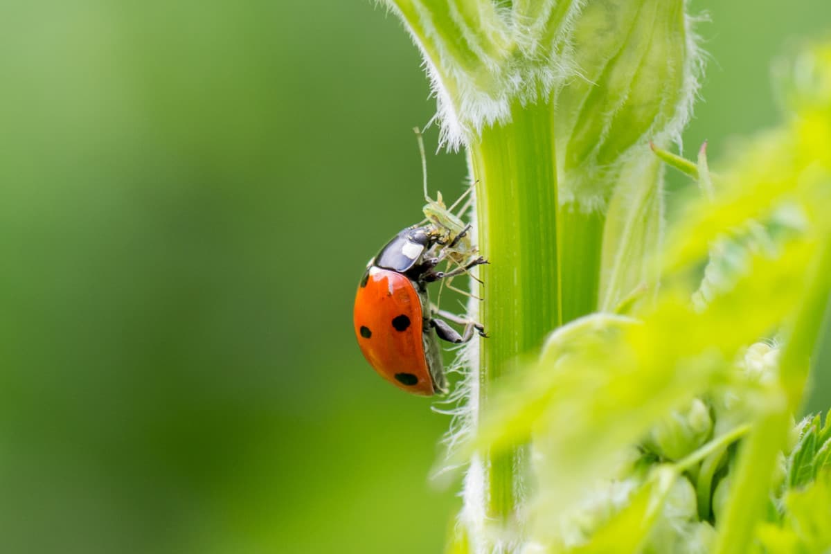 How Many Legs Do Ladybugs Have? – WhatBugIsThat