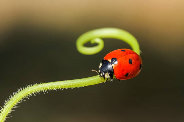 Ladybug Colors: Your complete Guide – WhatBugIsThat