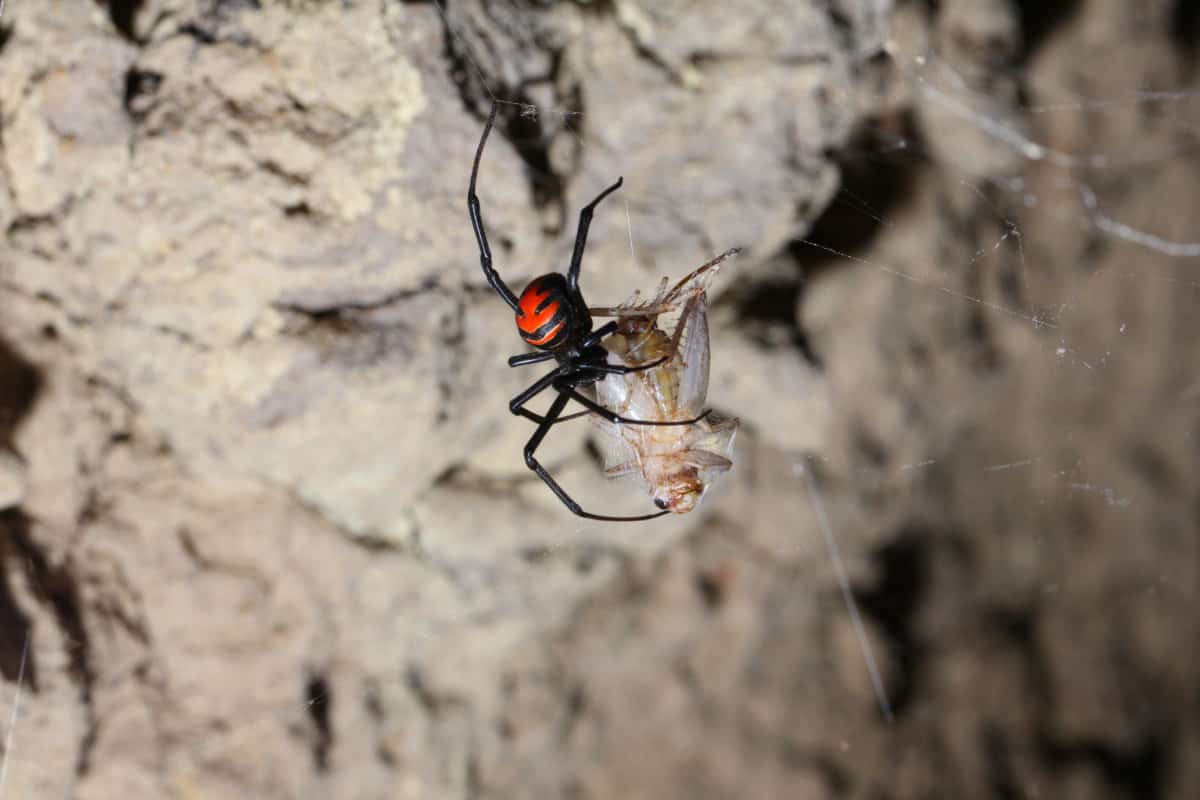 What Do Spiders Eat? (Their Fascinating Diets Revealed) – WhatBugIsThat