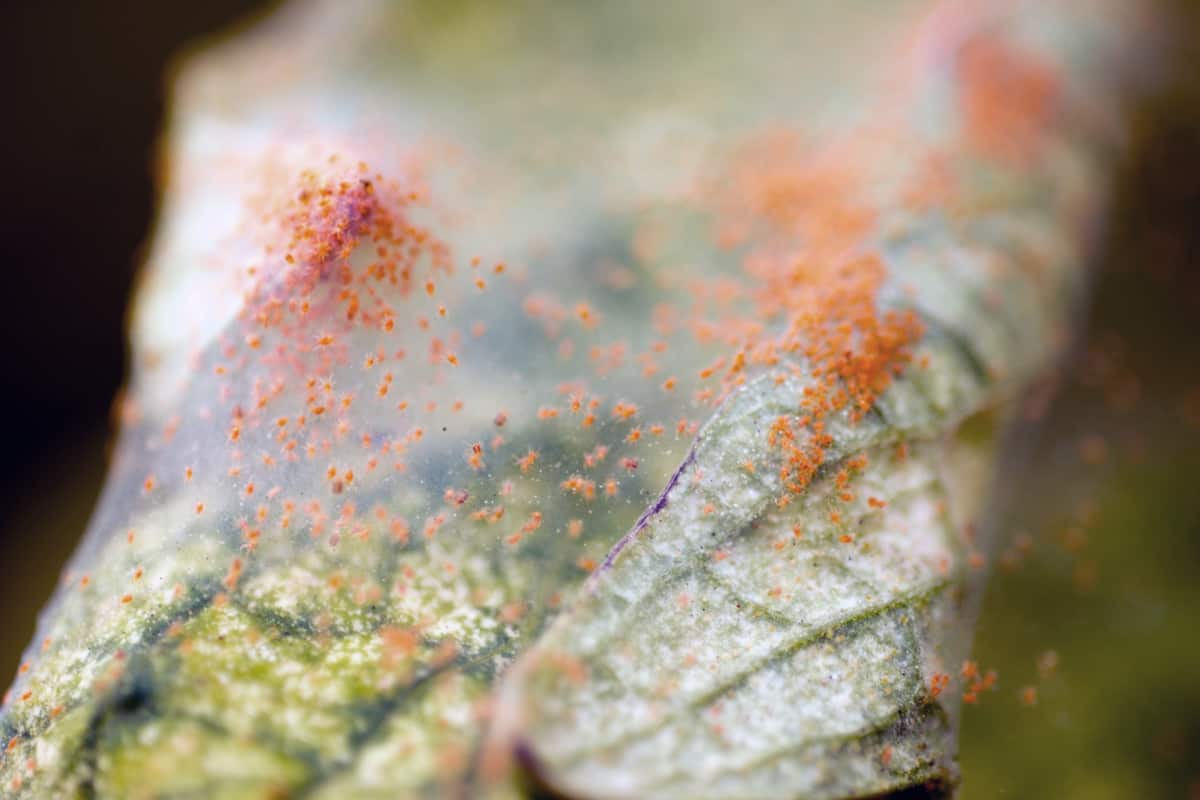Clover Mites Vs Spider Mites: What is the Difference? – WhatBugIsThat