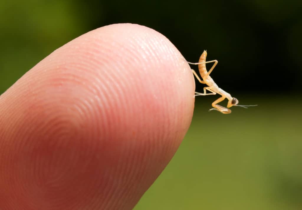 What Do Baby Praying Mantis Eat? – WhatBugIsThat What Do Baby Praying Mantis Eat? – WhatBugIsThat