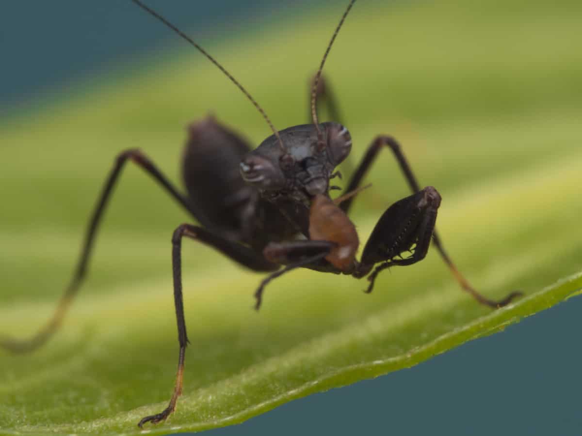 What Do Praying Mantis Eat? (With Video Hunting A Fish) – WhatBugIsThat