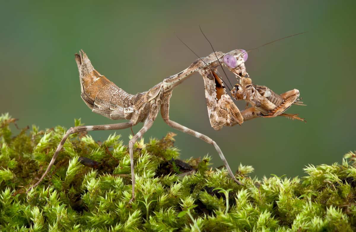 The Budwing Mantis: Your Complete Guide – WhatBugIsThat