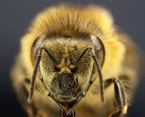 Bee Antennae, An Amazing Sensory Super Highway – WhatBugIsThat