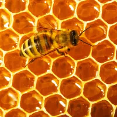 Is Honey Bee Poop? But It’s So Tasty – WhatBugIsThat