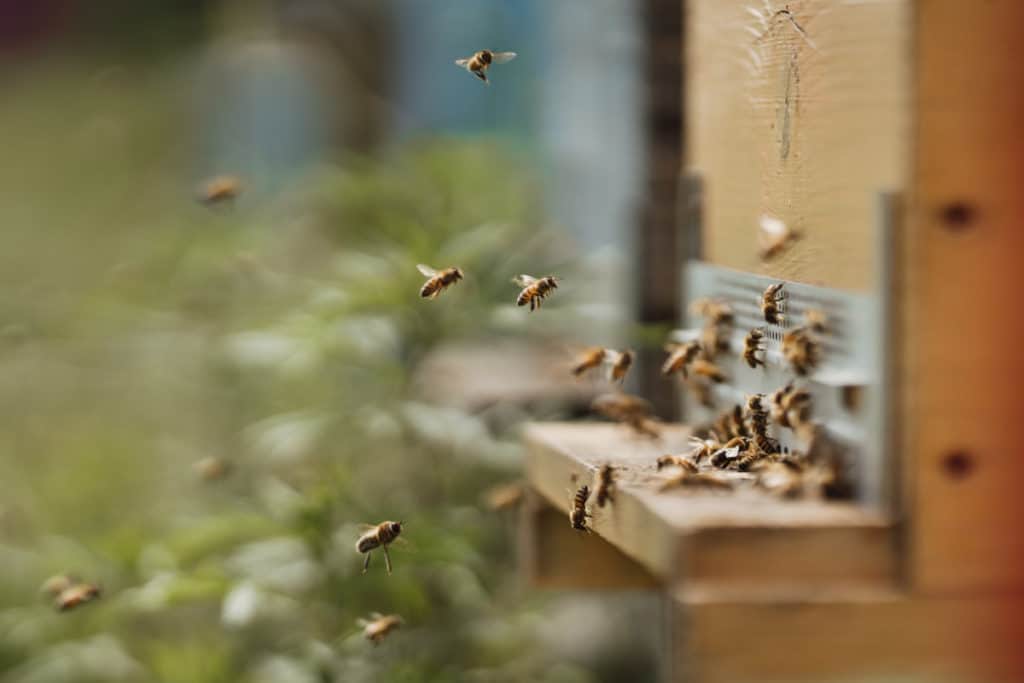 How Many Bees In A Hive? – WhatBugIsThat